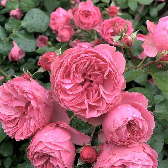 Leonardo da Vinci ® | Floribunda Roses | Garden Rose Bush – Famous ...