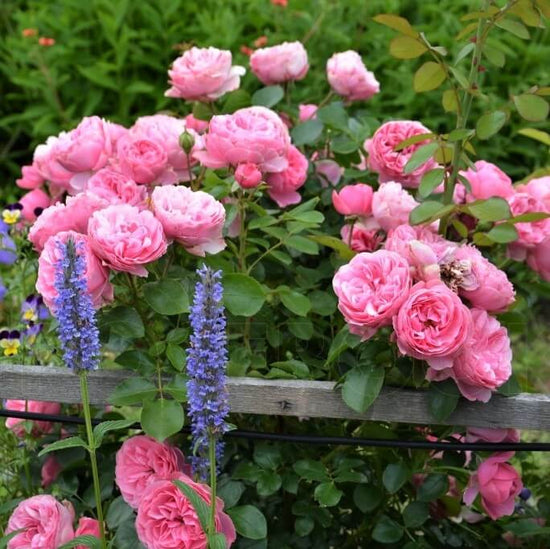Leonardo da Vinci ® | Floribunda Roses | Garden Rose Bush – Famous ...