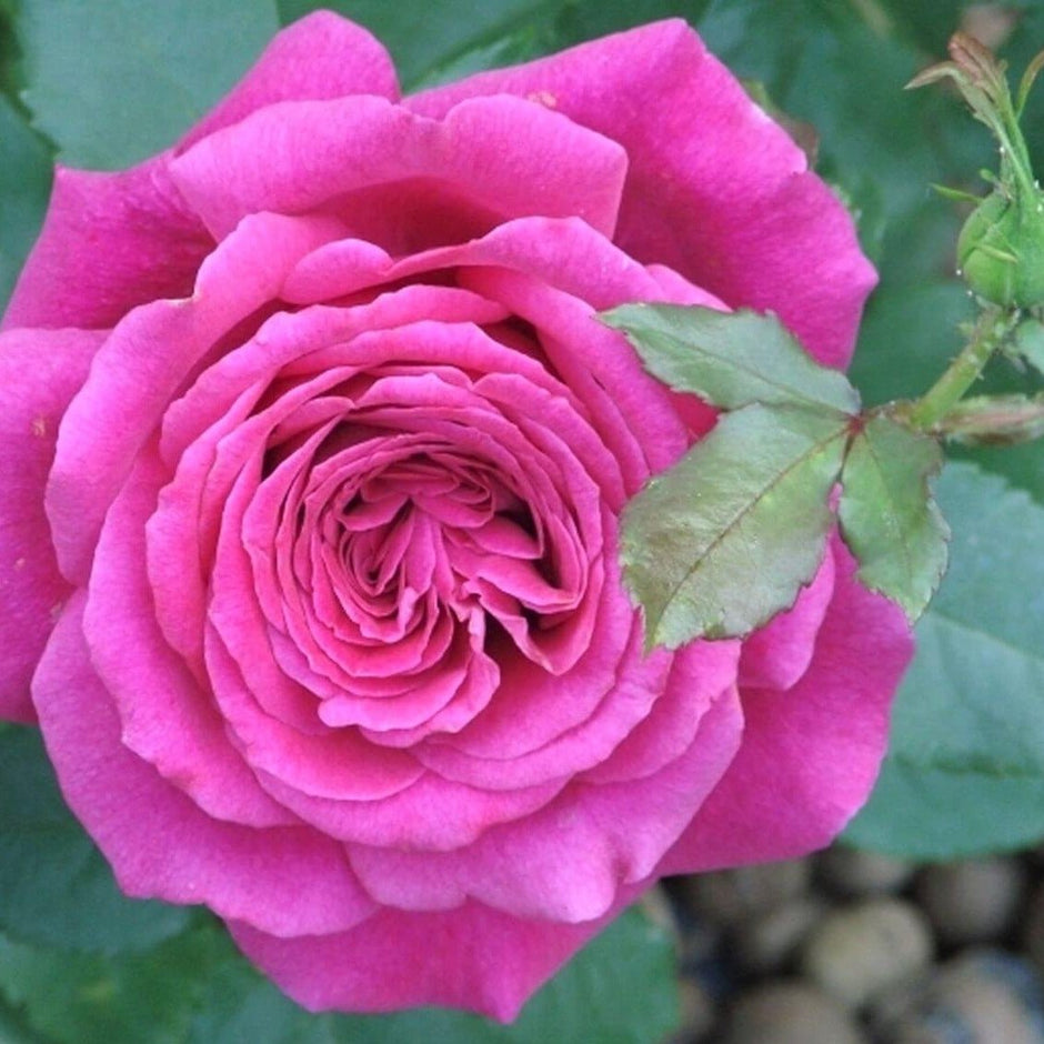 Highly Scented Roses | Potted or Bare Root Bushes | Buy Top Quality ...
