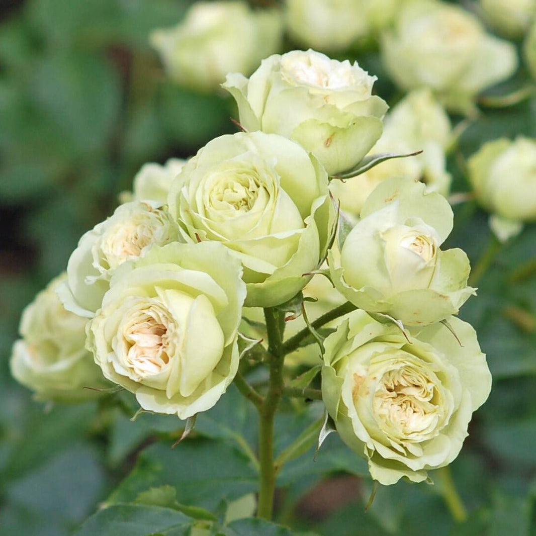 Floribunda Roses | Potted or Bare Root Bushes | Buy Top Quality Plants ...