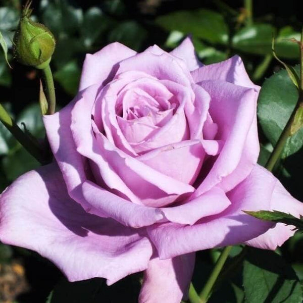 Mamy Blue ® | Hybrid Tea Roses | Garden Rose Bush – Famous Roses World