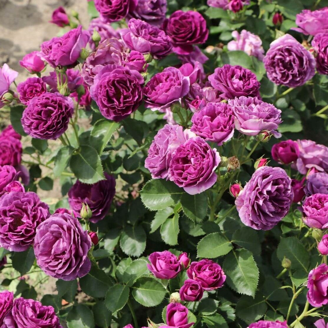 Minerva ® | Floribunda Roses | Garden Rose Bush – Famous Roses World