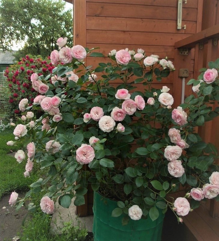 Mini Eden Rose ® | Climbing Roses | Garden Rose Bush – Famous Roses World