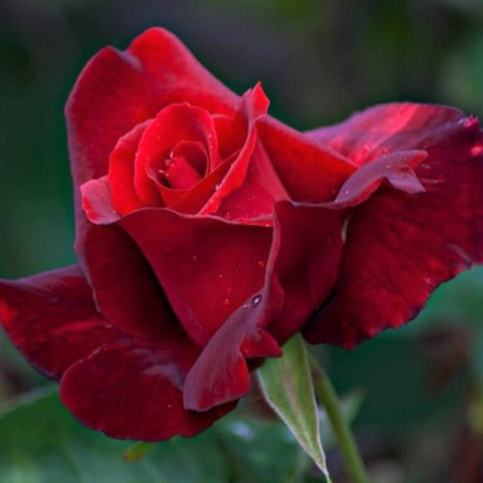 Mister Lincoln ® | Hybrid Tea Roses | Garden Rose Bush – Famous Roses World