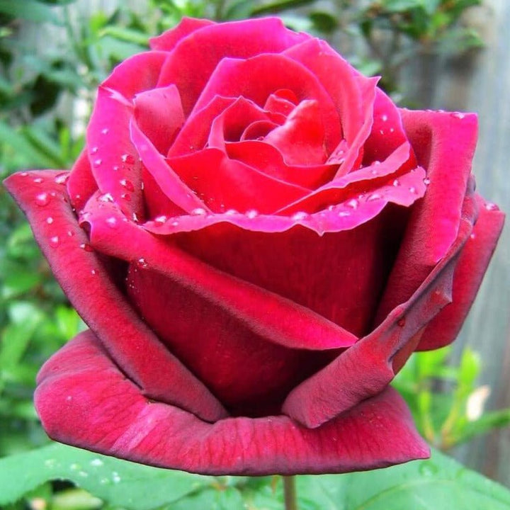 Highly Scented Roses | Potted or Bare Root Bushes | Buy Top Quality ...