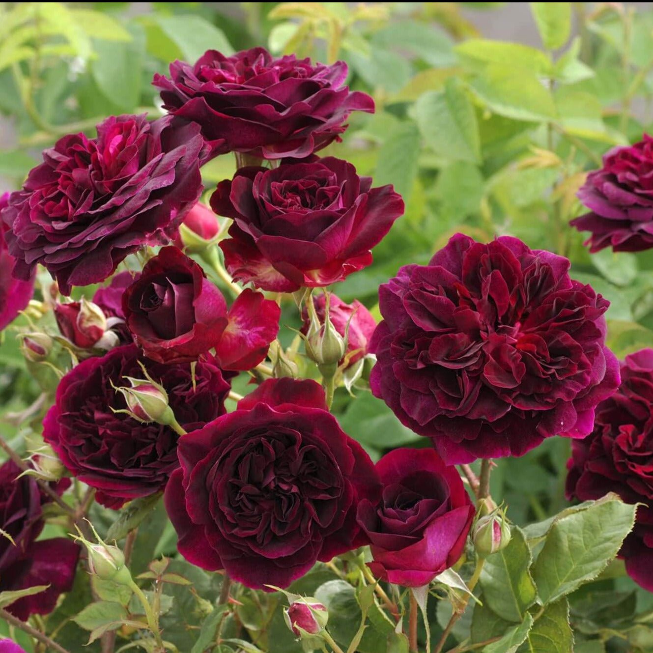 Munstead Wood ® | Floribunda Roses | Garden Rose Bush – Famous Roses World
