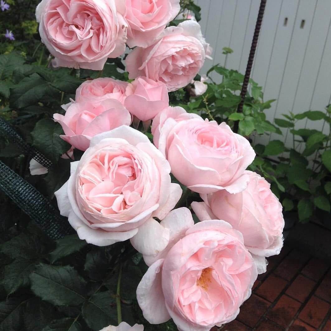 Nahema ® | Climbing Roses | Garden Rose Bush – Famous Roses World