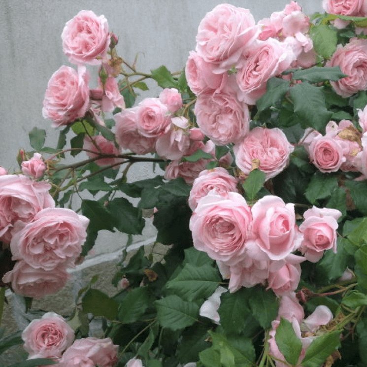Nahema ® | Climbing Roses | Garden Rose Bush – Famous Roses World