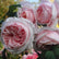Nahema ® | Climbing Roses | Garden Rose Bush – Famous Roses World