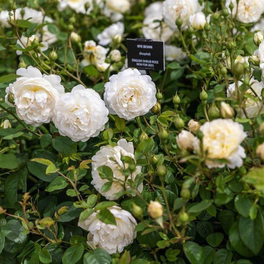 Nye Bevan ® | Floribunda Rose | Garden Rose Bush – Famous Roses World