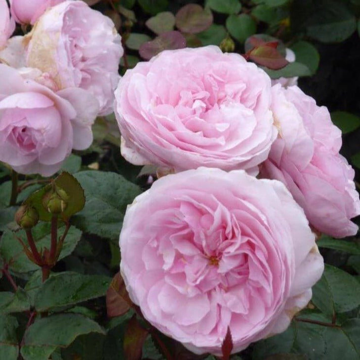 Olivia Rose ® | Plants | Garden Rose Bush – Famous Roses World