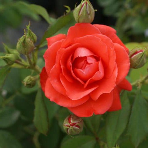 Orange Sensation ® | Floribunda Roses | Garden Rose Bush – Famous Roses ...