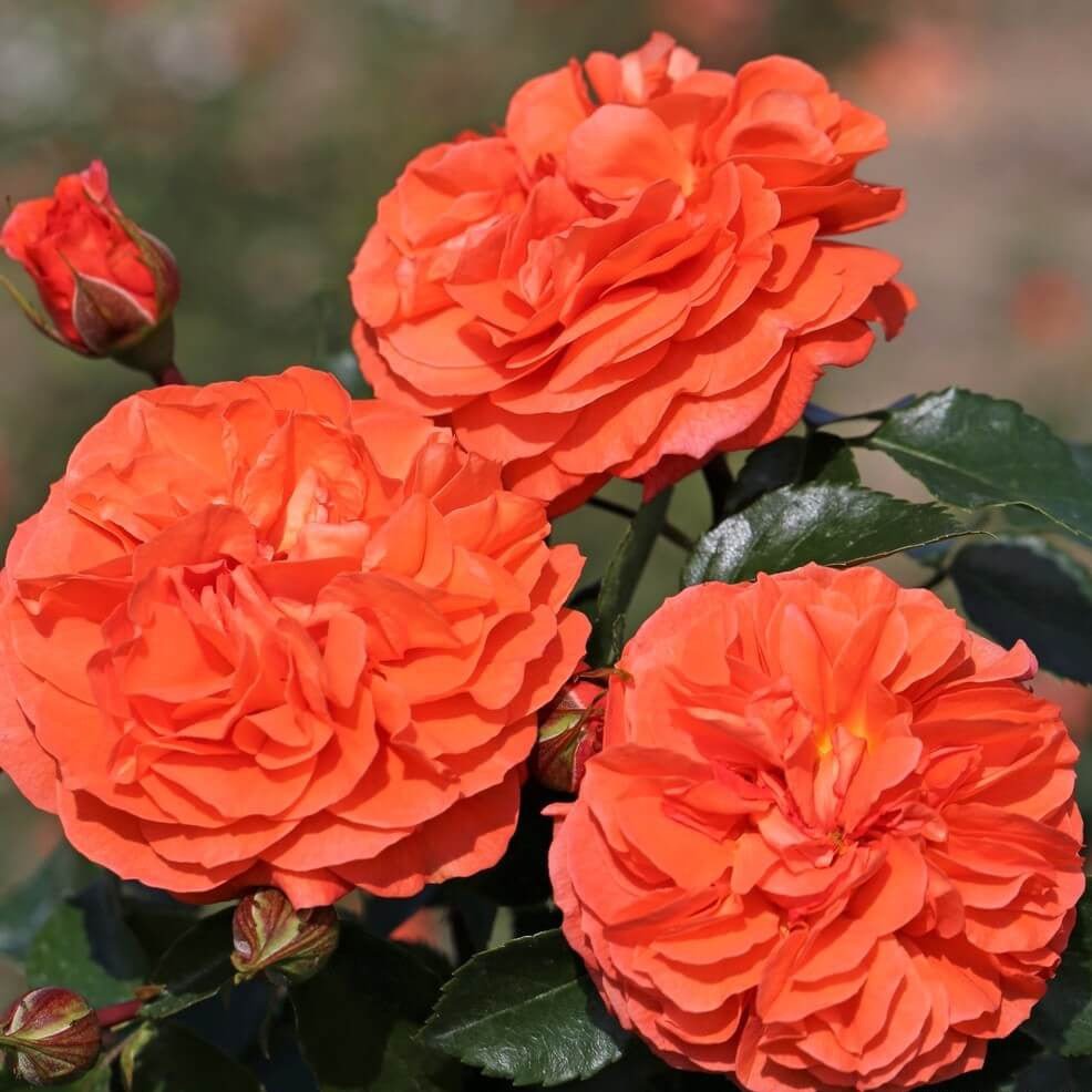 Orangerie ® | Floribunda Roses | Garden Rose Bush – Famous Roses World