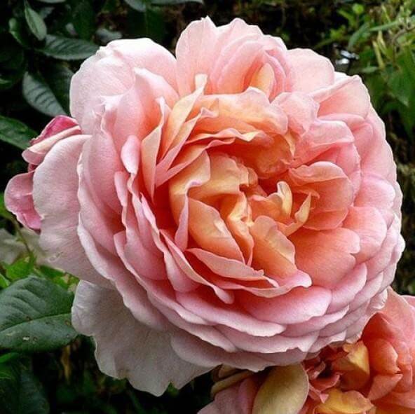 Papi Delbard ® | Climbing Roses | Garden Rose Bush – Famous Roses World