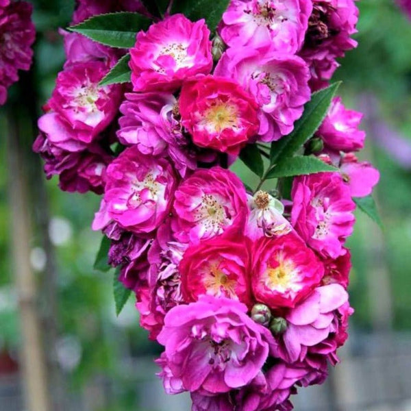 Perennial Blue ® | Climbing Roses | Garden Rose Bush – Famous Roses World