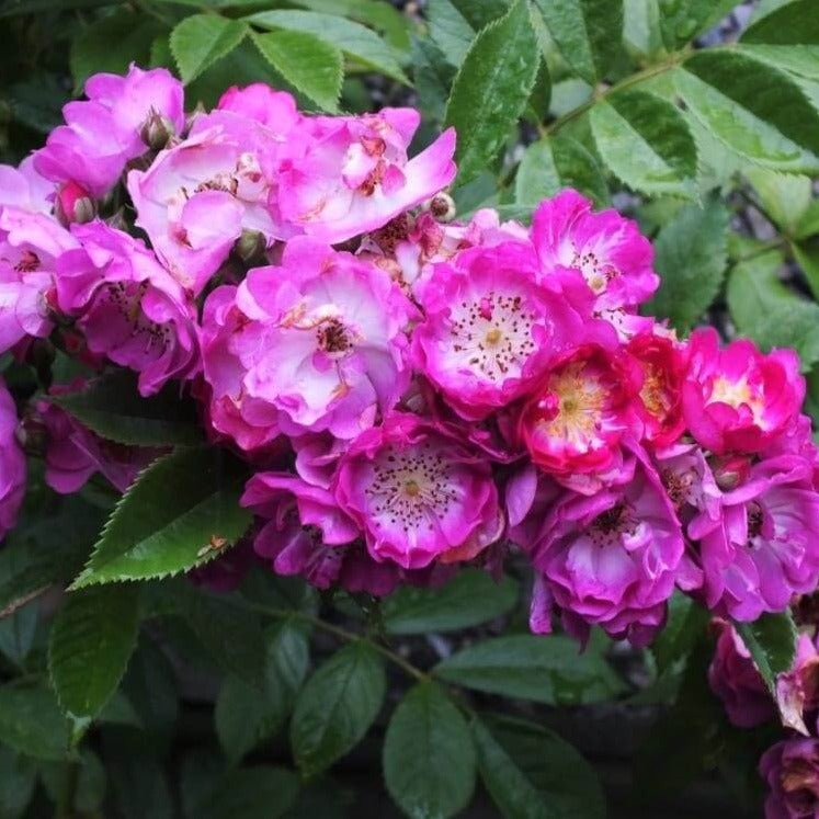 Perennial Blue ® | Climbing Roses | Garden Rose Bush – Famous Roses World