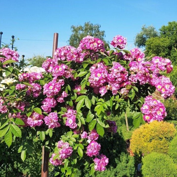 Perennial Blue® – climbing rose with violet-purple flowers | Famous ...