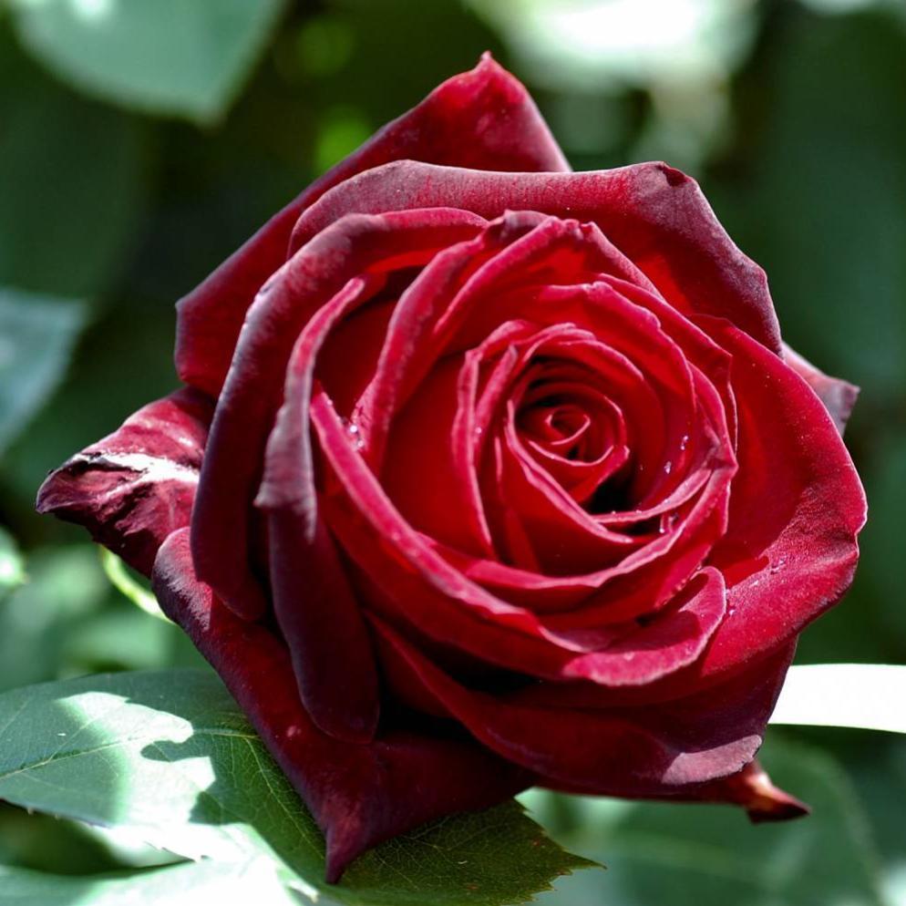 Perle Noire ® | Hybrid Tea Roses | Garden Rose Bush – Famous Roses World