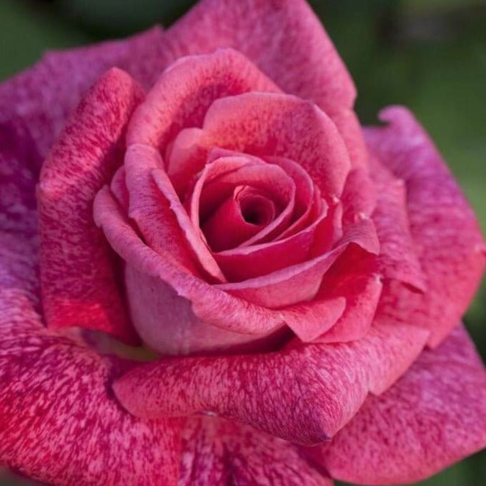 Pierre Cardin ® | Hybrid Tea Roses | Garden Rose Bush – Famous Roses World