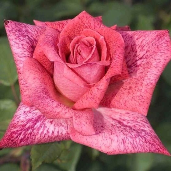 Pierre Cardin ® | Hybrid Tea Roses | Garden Rose Bush – Famous Roses World