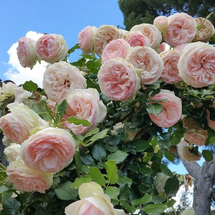 Rose bushes for France. We deliver bare root and potted garden roses a ...