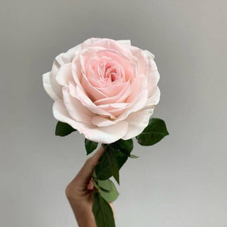 Prince Jardinier ® | Hybrid Tea Roses | Garden Rose Bush – Famous Roses ...