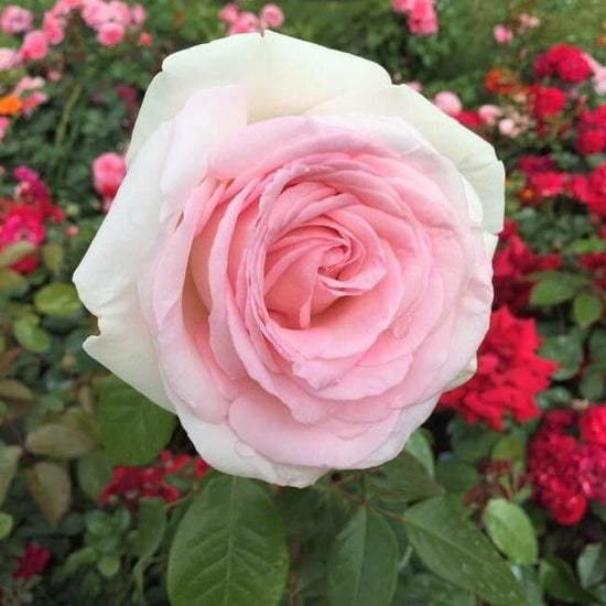 Prince Jardinier ® | Hybrid Tea Roses | Garden Rose Bush – Famous Roses ...