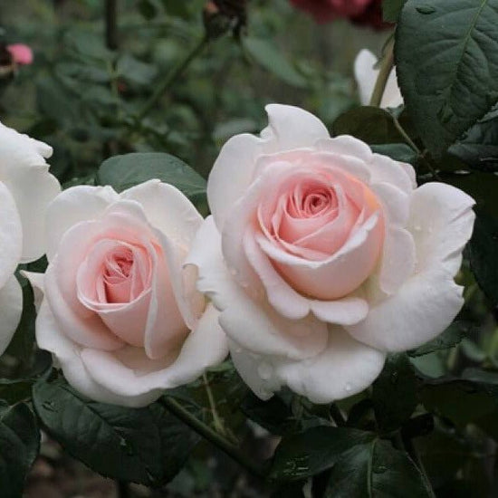 Prince Jardinier ® | Hybrid Tea Roses | Garden Rose Bush – Famous Roses ...