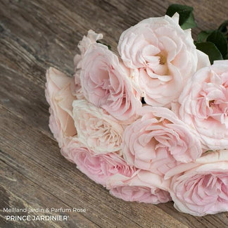 Prince Jardinier ® | Hybrid Tea Roses | Garden Rose Bush – Famous Roses ...