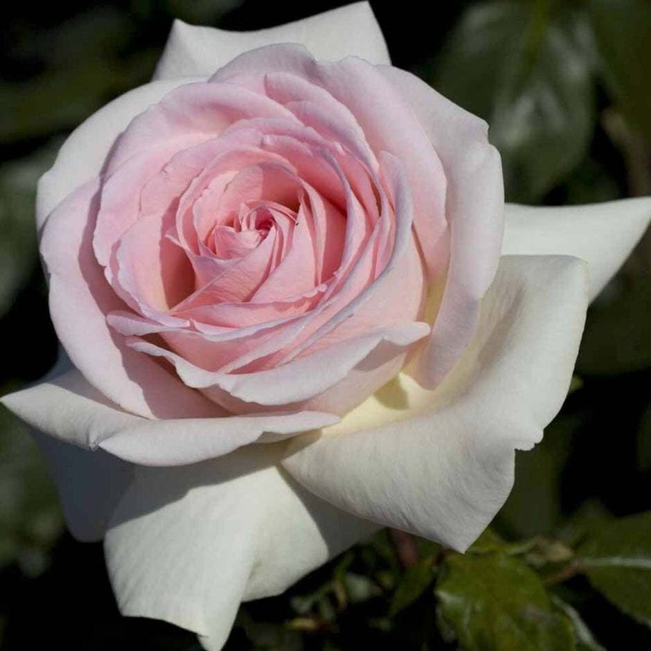 Rose bushes for France. We deliver bare root and potted garden roses a ...