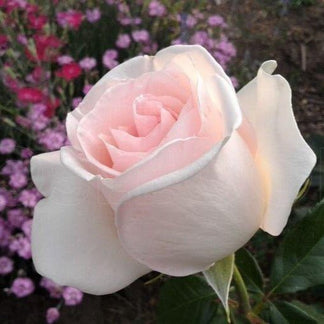 Prince Jardinier ® | Hybrid Tea Roses | Garden Rose Bush – Famous Roses ...