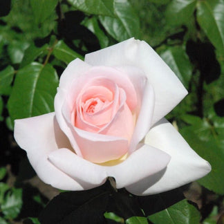 Prince Jardinier ® | Hybrid Tea Roses | Garden Rose Bush – Famous Roses ...