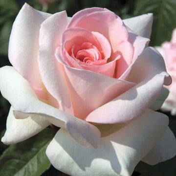 Highly Scented Roses | Potted or Bare Root Bushes | Buy Top Quality ...