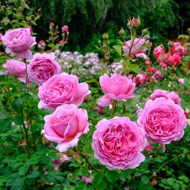 Princess Alexandra of Kent ® | Floribunda Roses | Garden Rose Bush ...