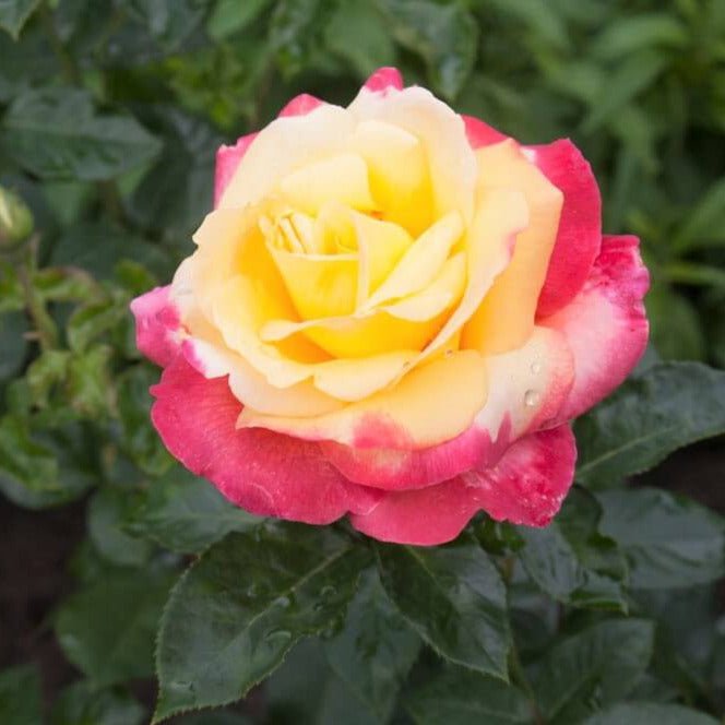 Pullman Orient Express® – award-winning hybrid tea rose with fruity ...