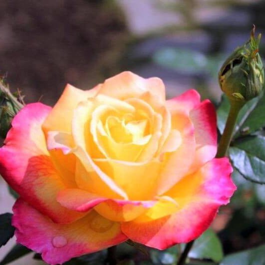 Pullman Orient Express® – award-winning hybrid tea rose with fruity ...