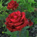Red Intuition ® | Hybrid Tea Roses | Garden Rose Bush – Famous Roses World