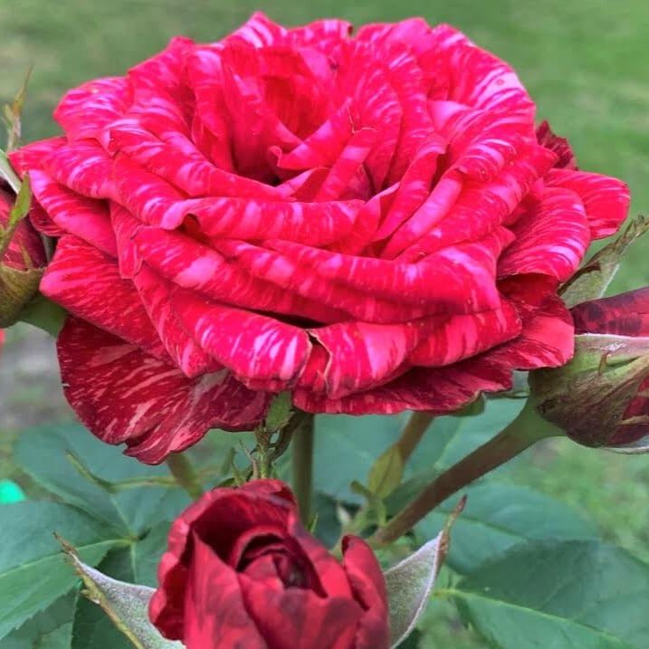 Red Intuition ® | Hybrid Tea Roses | Garden Rose Bush – Famous Roses World