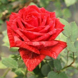 Red Intuition ® | Hybrid Tea Roses | Garden Rose Bush – Famous Roses World