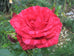 Red Intuition ® | Hybrid Tea Roses | Garden Rose Bush – Famous Roses World