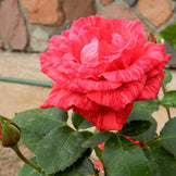 Red Intuition ® | Hybrid Tea Roses | Garden Rose Bush – Famous Roses World