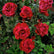 Red Intuition ® | Hybrid Tea Roses | Garden Rose Bush – Famous Roses World