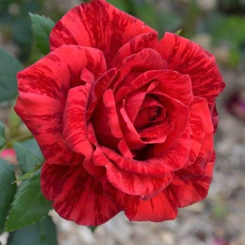 Red Intuition ® | Hybrid Tea Roses | Garden Rose Bush – Famous Roses World