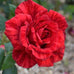 Red Intuition ® | Hybrid Tea Roses | Garden Rose Bush – Famous Roses World