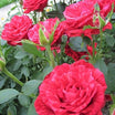 Red Intuition ® | Hybrid Tea Roses | Garden Rose Bush – Famous Roses World