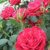 Red Intuition ® | Hybrid Tea Roses | Garden Rose Bush – Famous Roses World