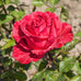 Red Intuition ® | Hybrid Tea Roses | Garden Rose Bush – Famous Roses World