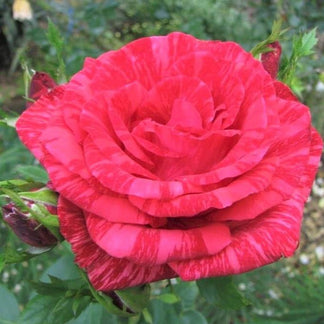 Red Intuition ® | Hybrid Tea Roses | Garden Rose Bush – Famous Roses World
