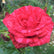 Red Intuition ® | Hybrid Tea Roses | Garden Rose Bush – Famous Roses World