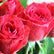 Red Intuition ® | Hybrid Tea Roses | Garden Rose Bush – Famous Roses World